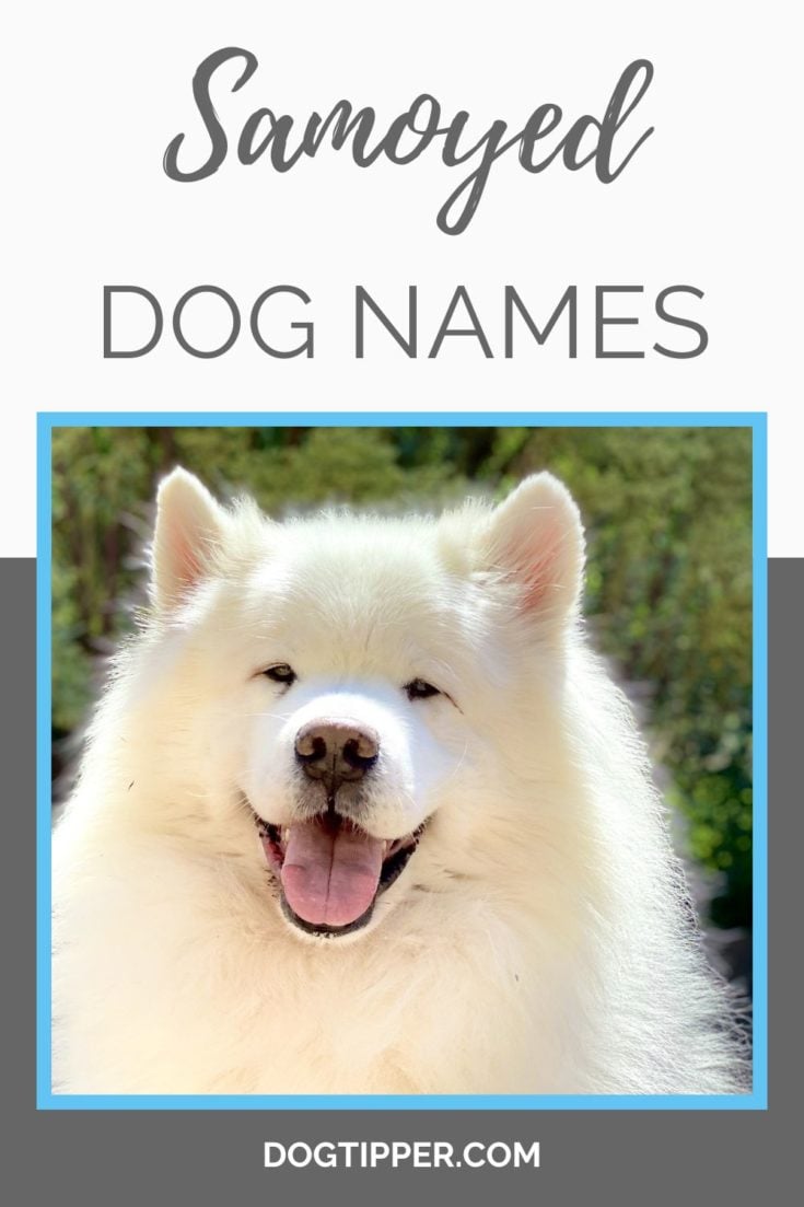 Samoyed Names for Your Smiling Pup