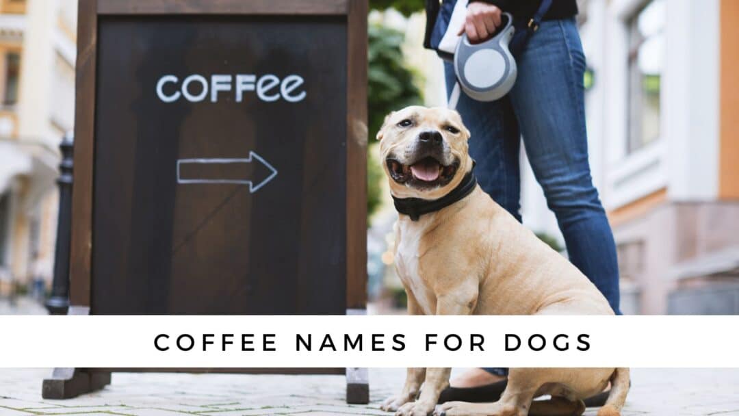 Coffee Dog Names For Your Perky Pup coffee-dog-names-for-your-perky-pup