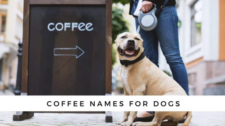 220 Emo Names for Dogs (with Meanings)