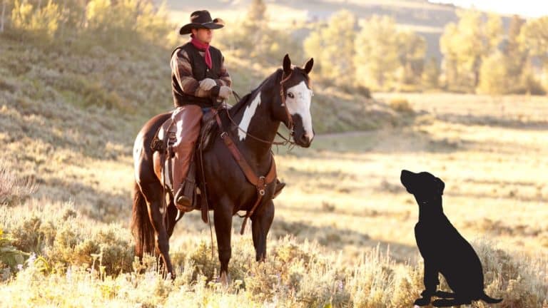 250+ Cowboy Dog Names for Your Buckaroo!