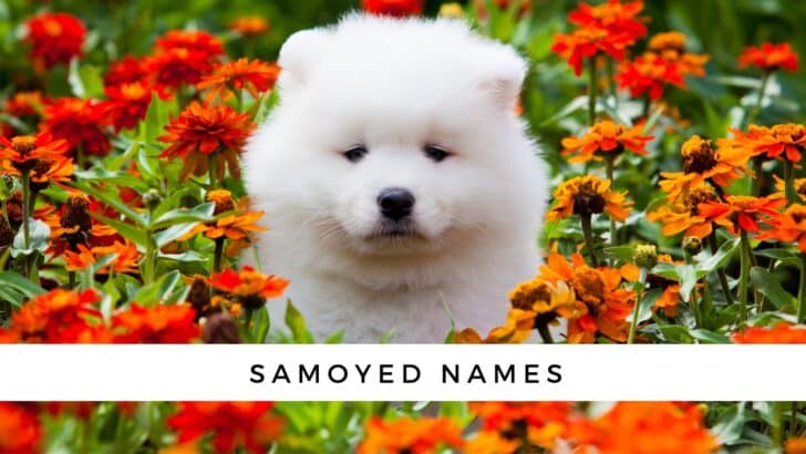 200+ Dachshund Names For Your Sausage Dog!