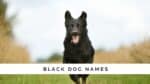 180 Goth Dog Names: Darkly Romantic Choices for Your Pup