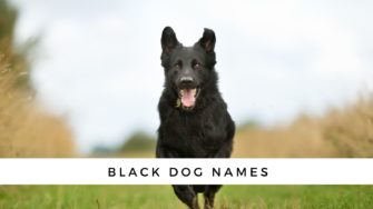 180 Goth Dog Names: Darkly Romantic Choices for Your Pup