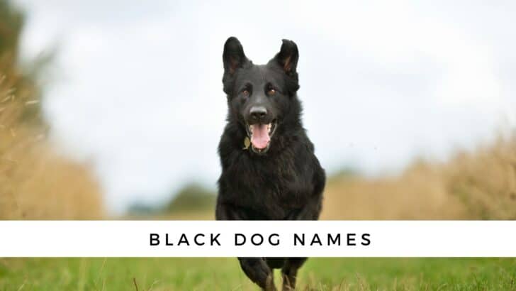 130+ Black Dog Names with Meanings for Your New Dog