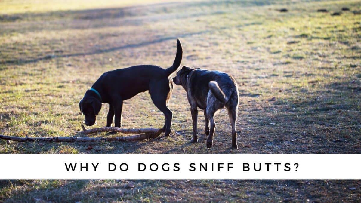 Why Do Dogs Sniff Butts? {And How It Might Save Their Life!}
