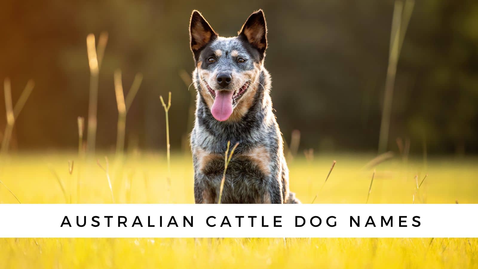 150 Blue Heeler Names From The Land Down Under 