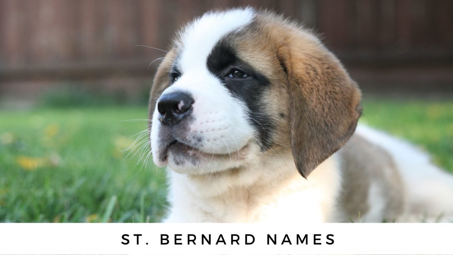 140+ St. Bernard Names for Your Swiss Baby