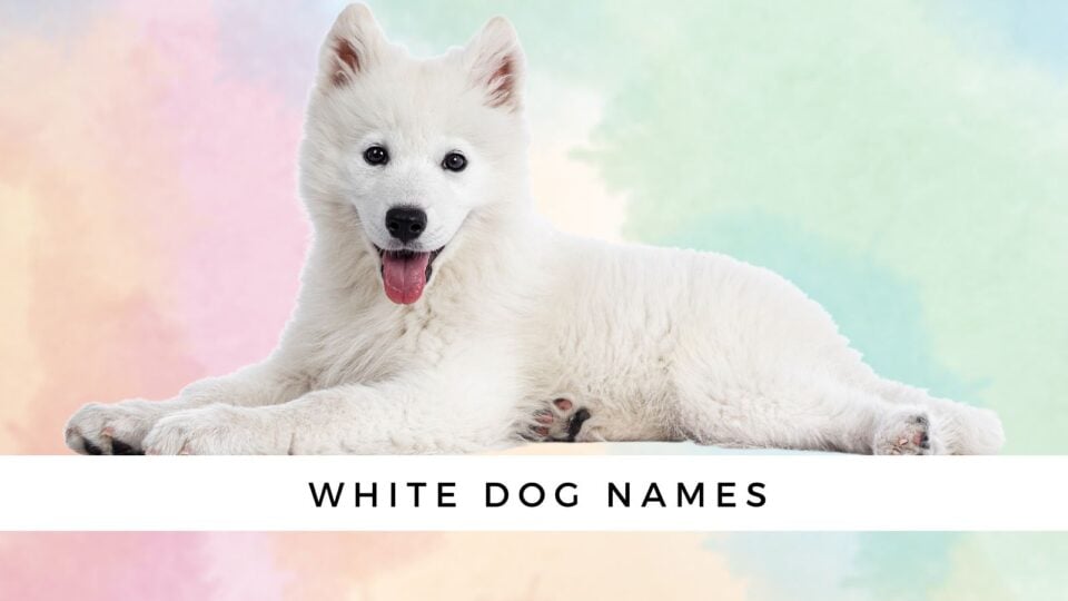 100+ White Dog Names for Your Fair Fur Baby