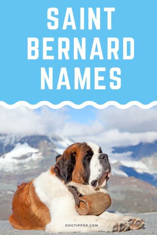 140+ St. Bernard Names for Your Swiss Baby