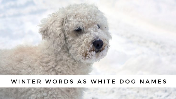 100+ White Dog Names for Your Fair Fur Baby