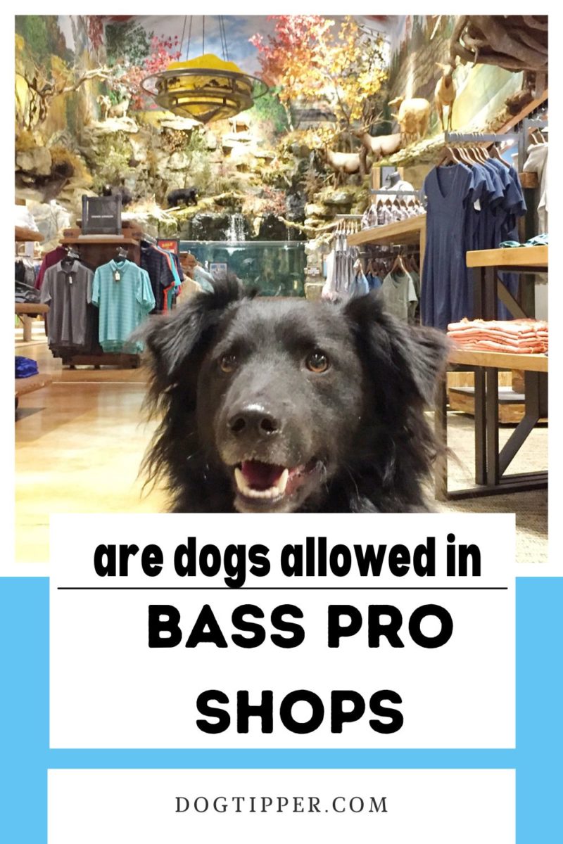 Are Dogs Allowed in Bass Pro Shops?