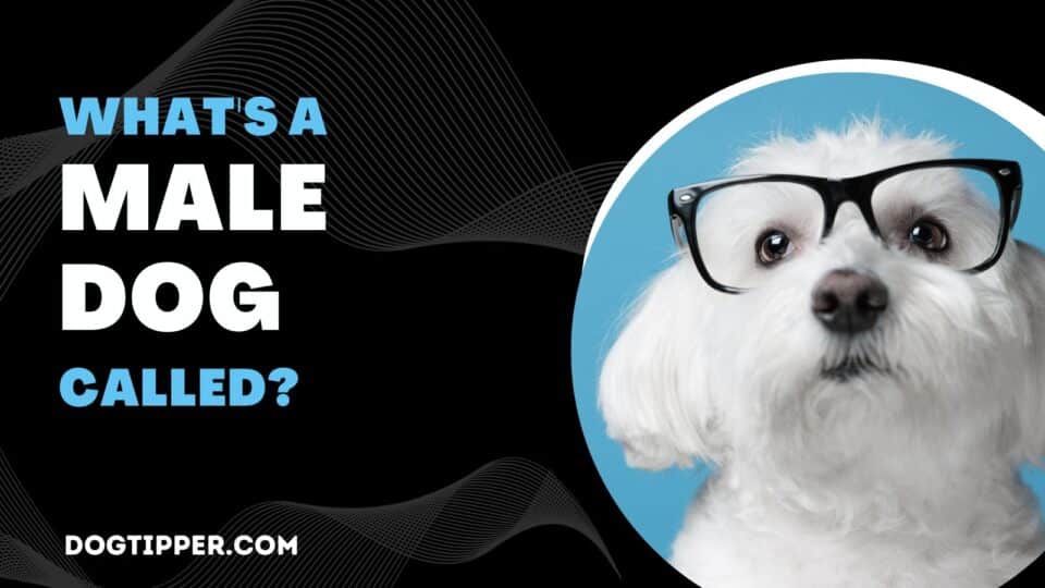 DogTipper: Tips for Celebrating Life with Your Dog!