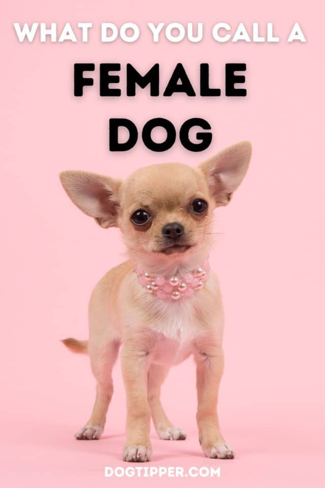 What is a Female Dog Called?