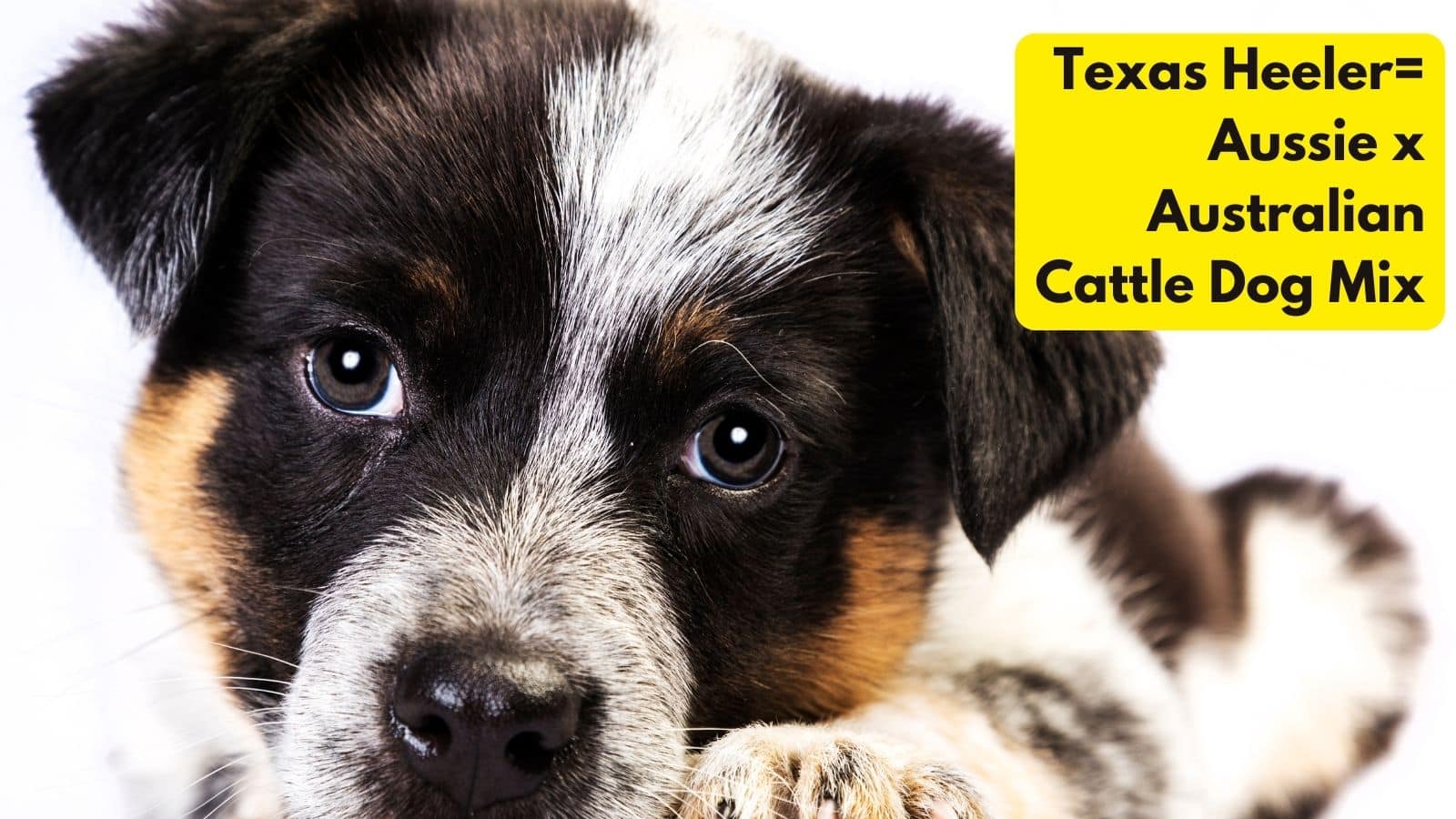 The Australian Shepherd Price Tag: How Much Does an Aussie Cost ...