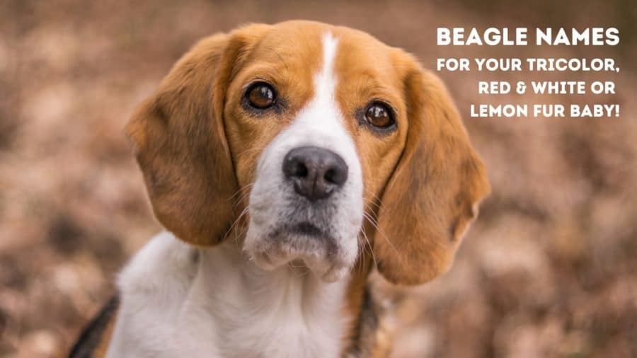 175 Beagle Names For Tricolor Red White And Lemon Beagles 