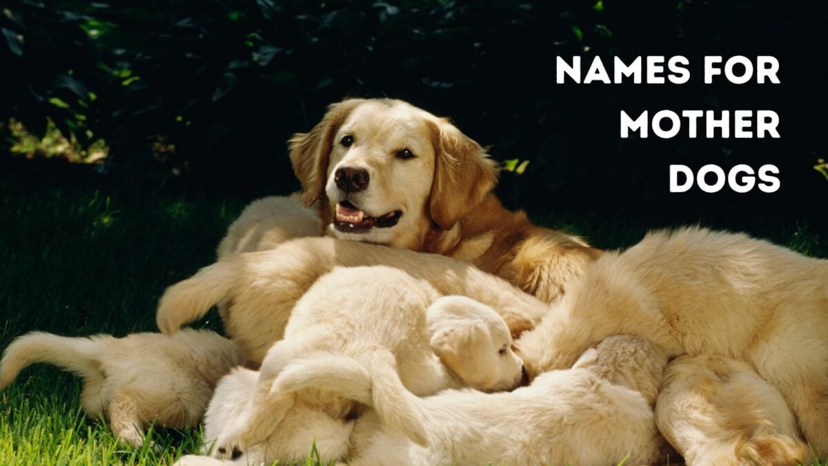 Best Names for Mother Dogs