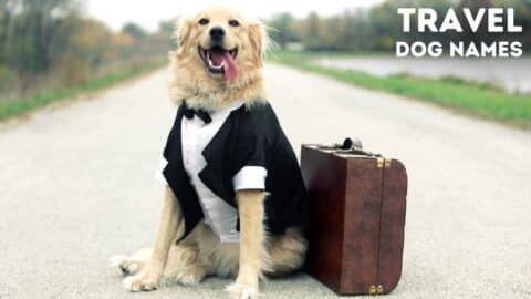 220 Emo Names for Dogs (with Meanings)