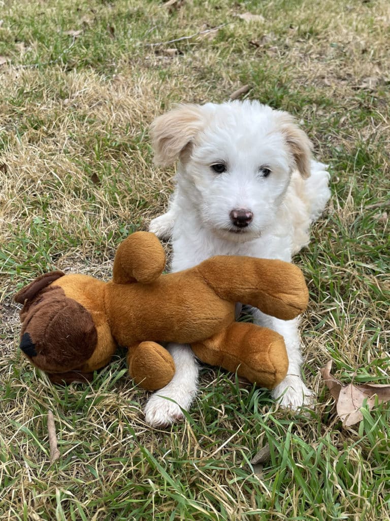We Have a New Puppy: Isla!