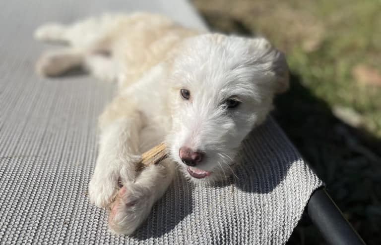 160+ Cream Colored Dog Names for Blonde Fur Babies 🐶