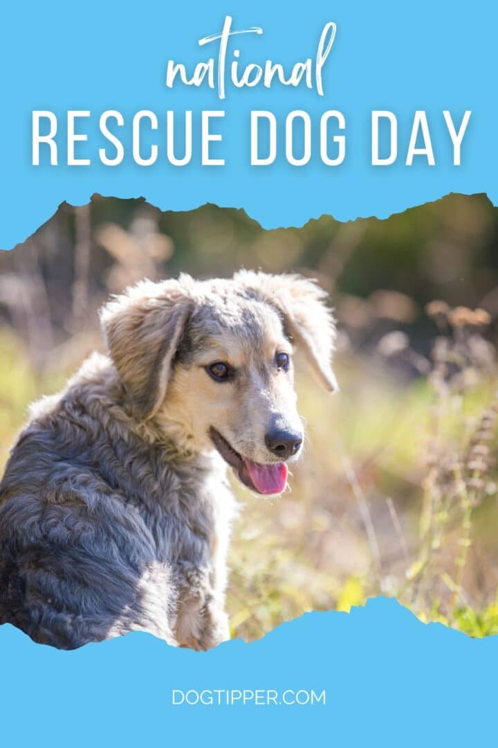 National Rescue Dog Day: Celebrating Second Chances and Forever Homes