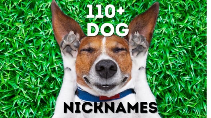 110+ Dog Nicknames: What's Your Dog's Pet Name?