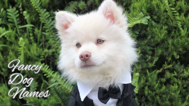What's the Dog's Name in Tom and Jerry?