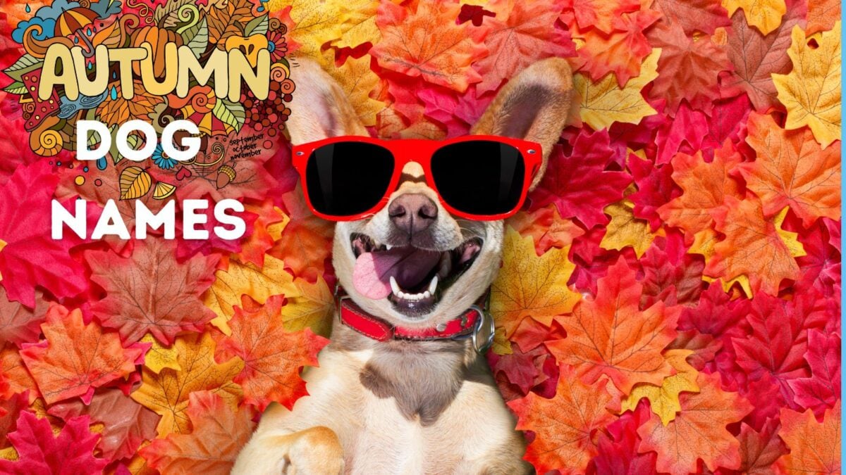 140+ Autumn Dog Names for Your Fall Fur Baby 🍁