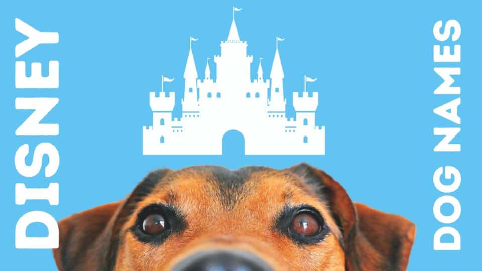 Disney Dog Names: Magical Names from the House of Mouse!