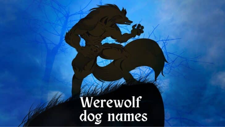 200 Scruffy Dog Names for Your Shaggy Puppy
