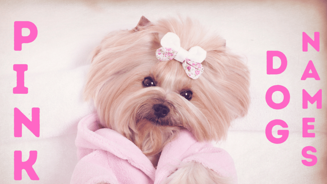 80+ Pink Dog Names You'll Be Tickled Pink to Consider