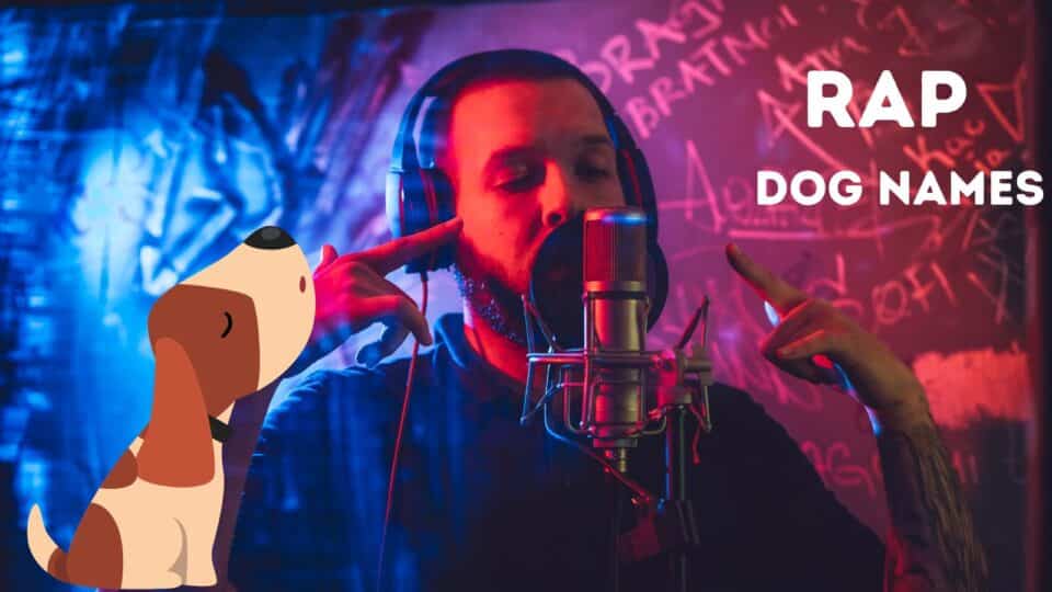 Music Inspired Dog Names {From Country to Rock to Rap}