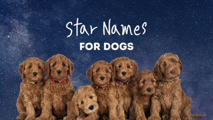 180 Goth Dog Names: Darkly Romantic Choices for Your Pup