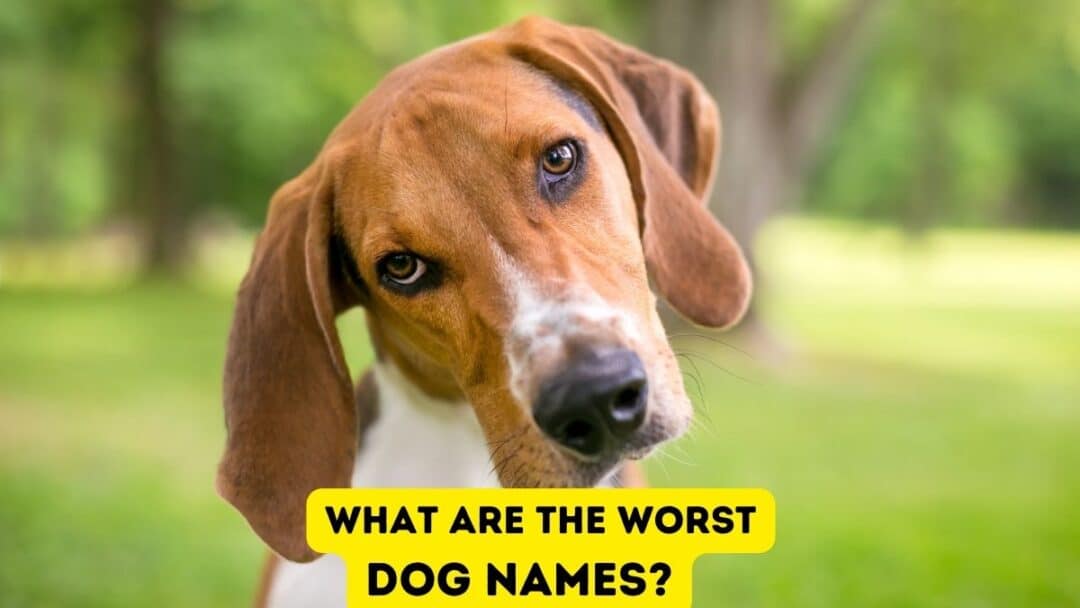 What Are The Worst Dog Names Inappropriate Dog Names You Need To Avoid