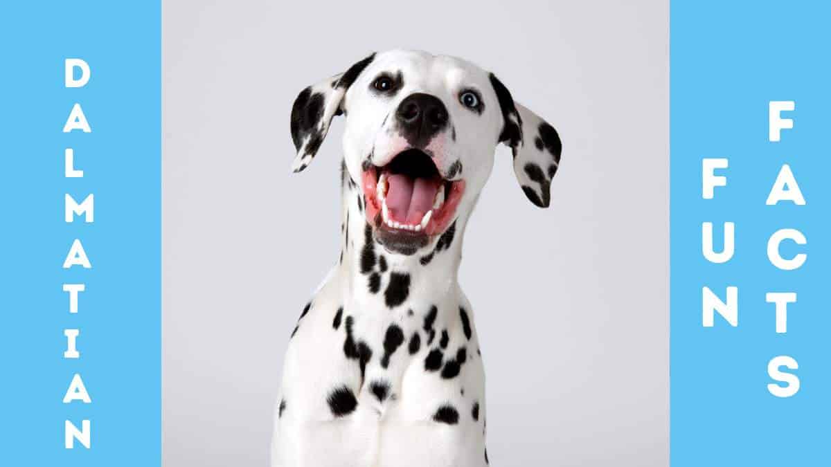 Fun Facts About Dalmatians