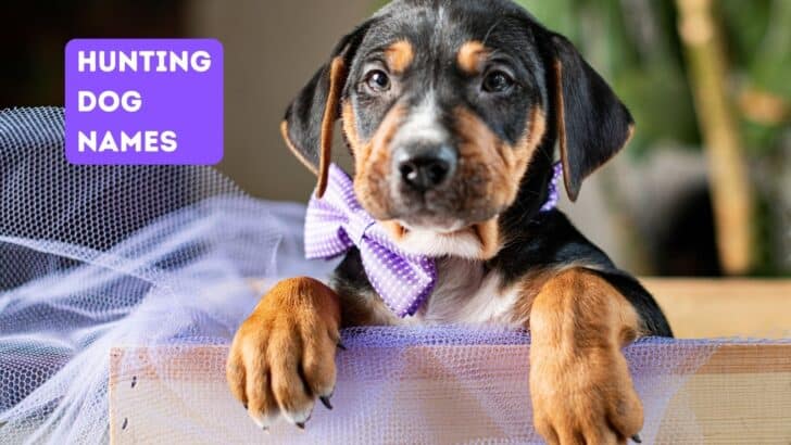 180 Goth Dog Names: Darkly Romantic Choices for Your Pup