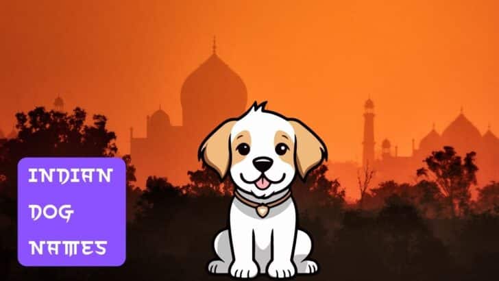 200 Scruffy Dog Names for Your Shaggy Puppy