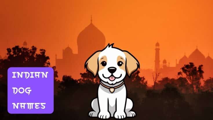 200 Scruffy Dog Names for Your Shaggy Puppy