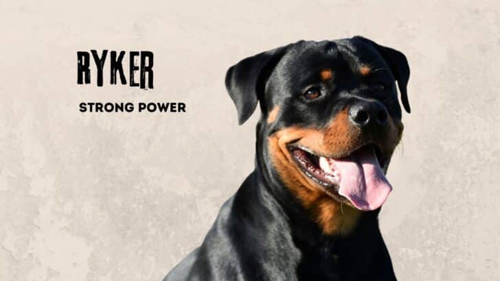 220 Emo Names for Dogs (with Meanings)