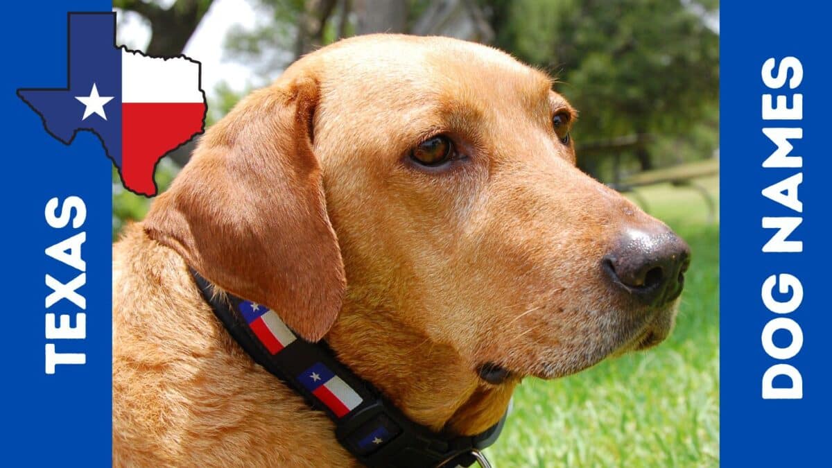130+ Texas Dog Names for Your Lone Star Companion
