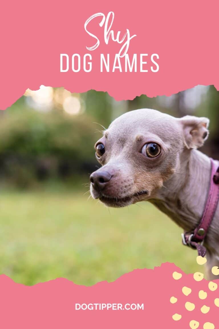 170+ Shy Dog Names for Your Quiet Companion