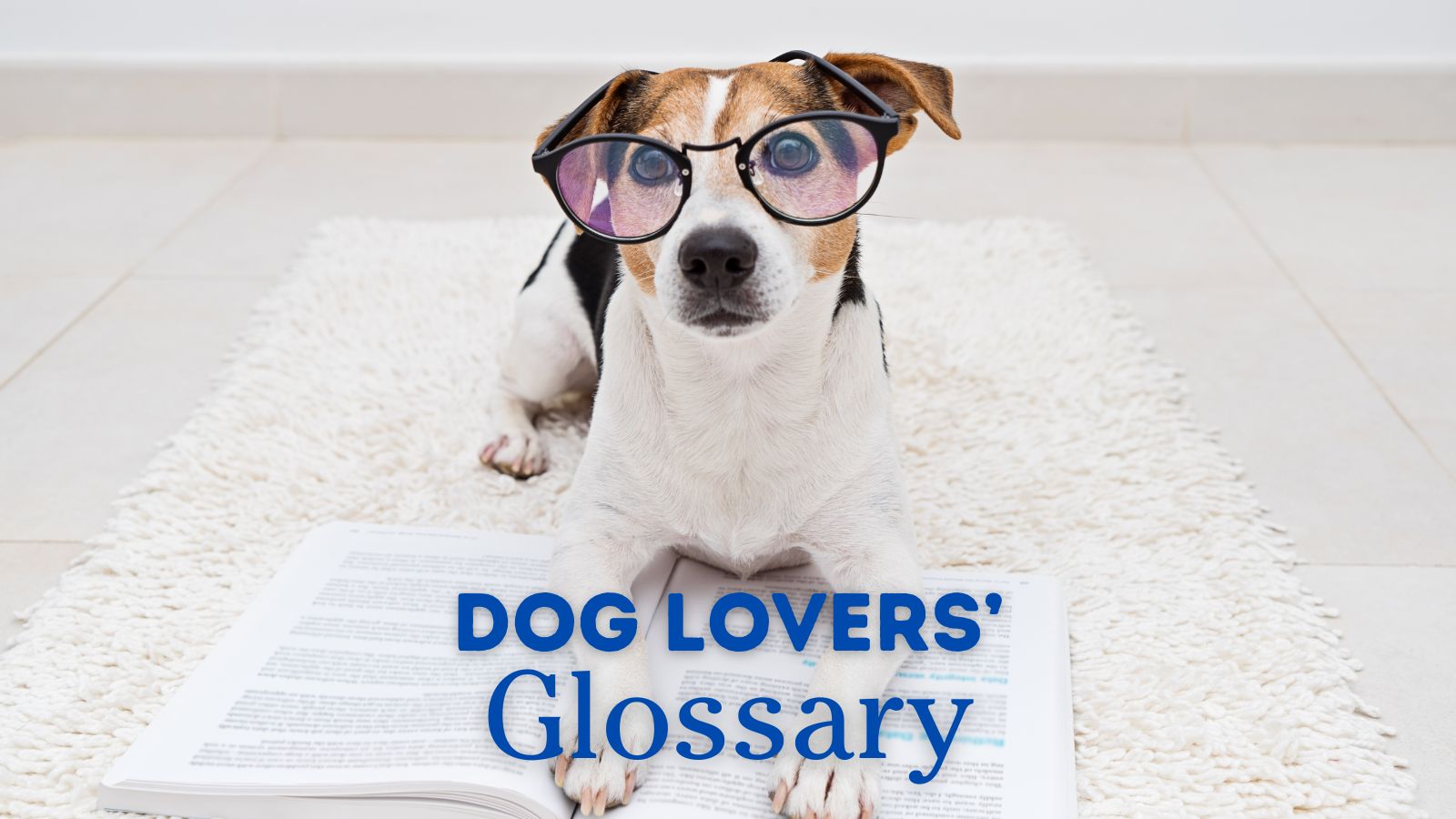Glossary for Dog Lovers