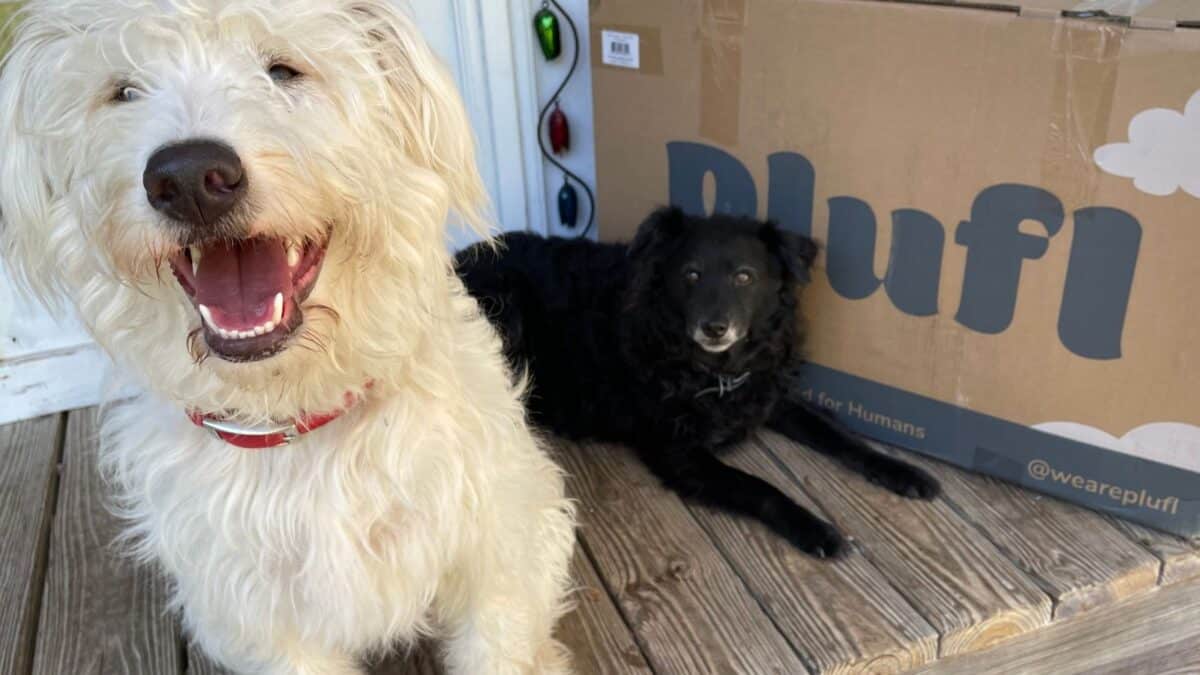 Review: Plufl Human Dog Bed