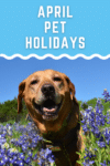 April 2026 Pet Holidays