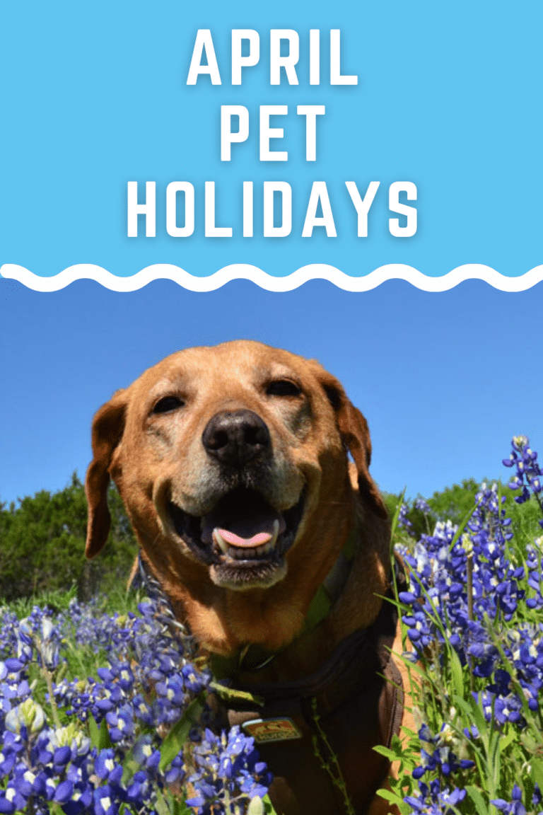 April 2026 Pet Holidays