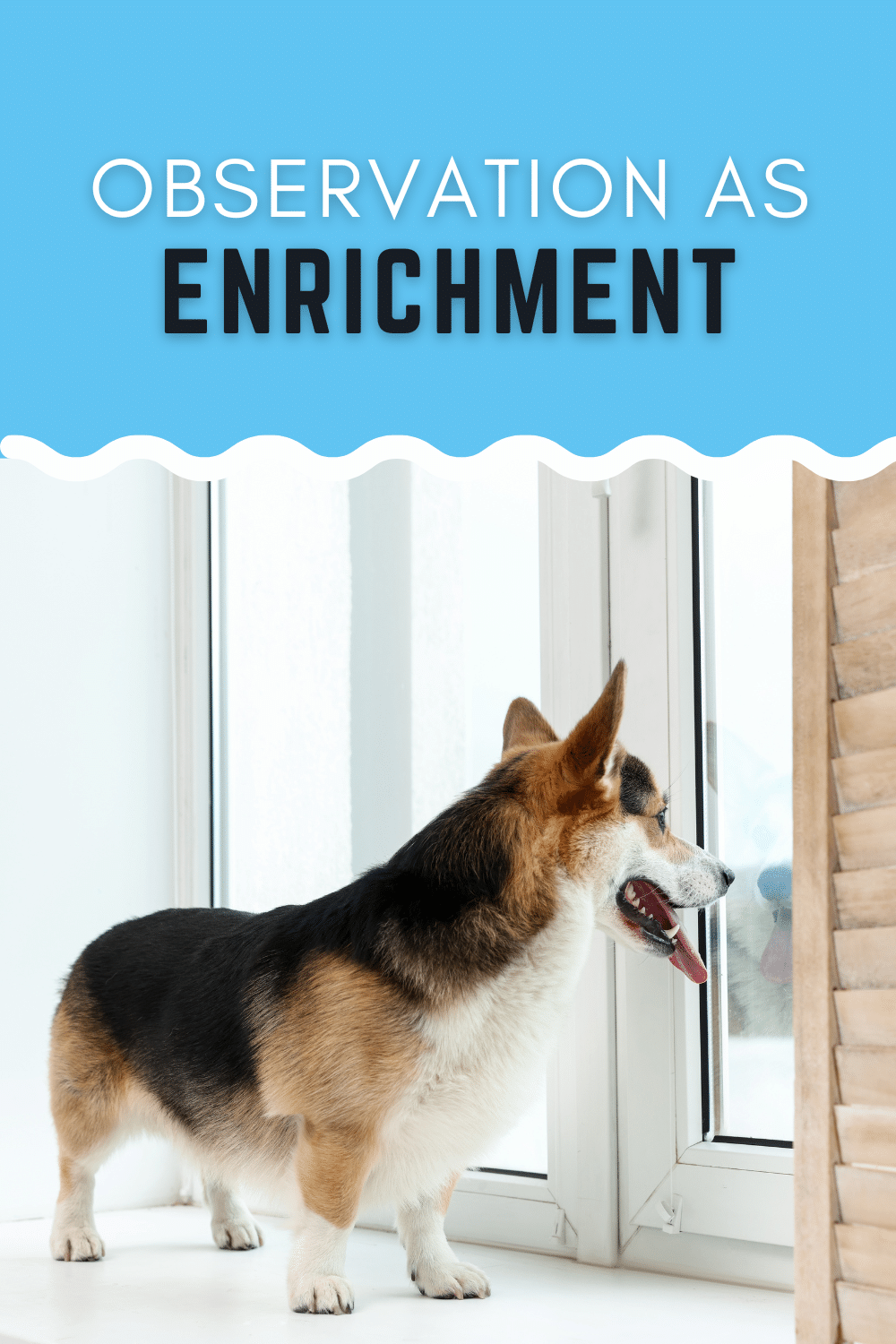 Calm Enrichment Activities for Dogs